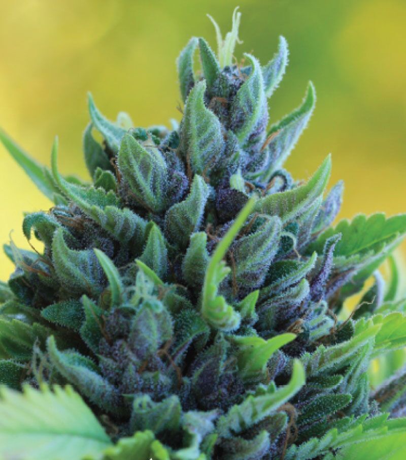 12 High-THC Strains for 2026 - Cannabis Seeds | Humboldt Seed Company
