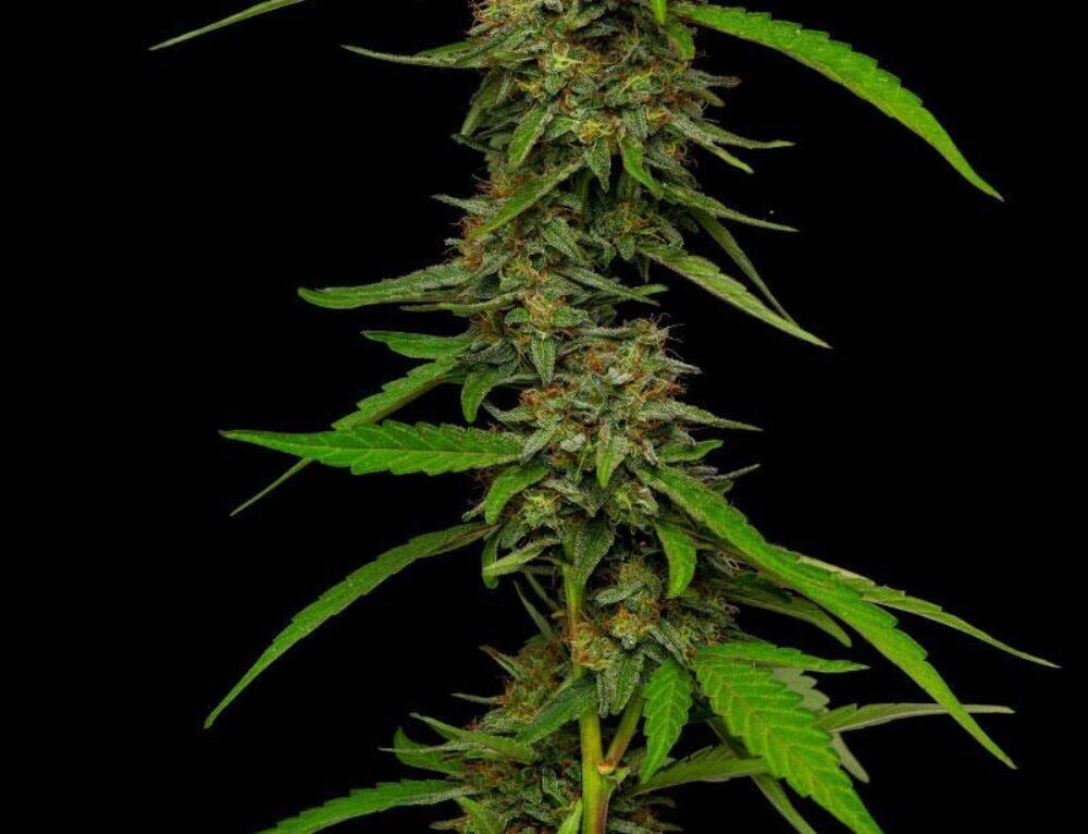 9 Best Blue Weed Strains - Cannabis Seeds | Humboldt Seed Company