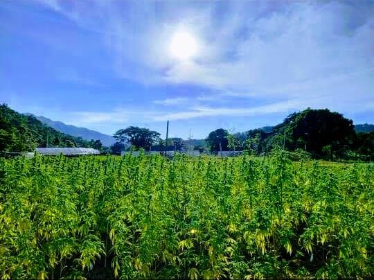 Cannabis Landraces: Discover the Varieties That Shaped Your Favorite ...