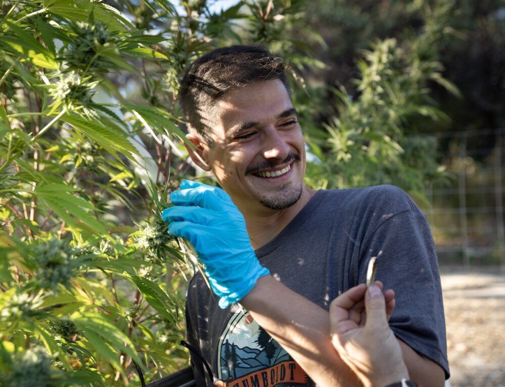 9 Best Blue Weed Strains - Cannabis Seeds | Humboldt Seed Company