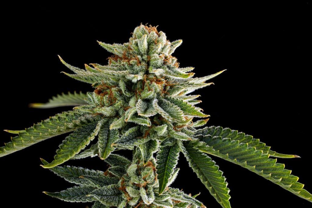 Cannabis Plant Anatomy: Parts of a Pot Plant | Humboldt Seed Co.