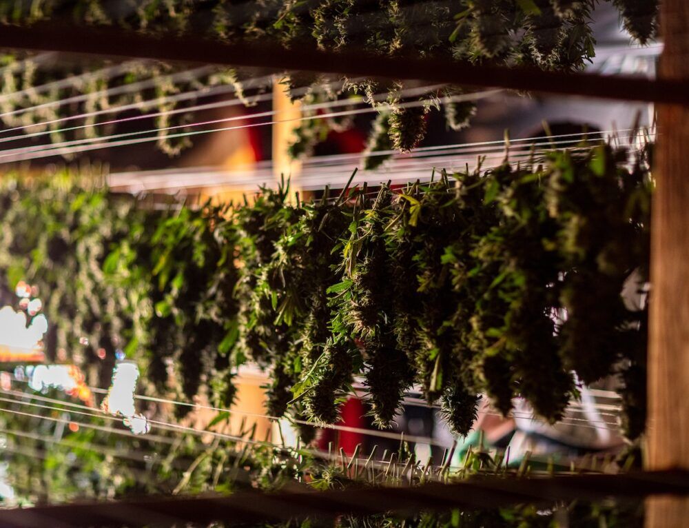 9 Best Blue Weed Strains - Cannabis Seeds | Humboldt Seed Company