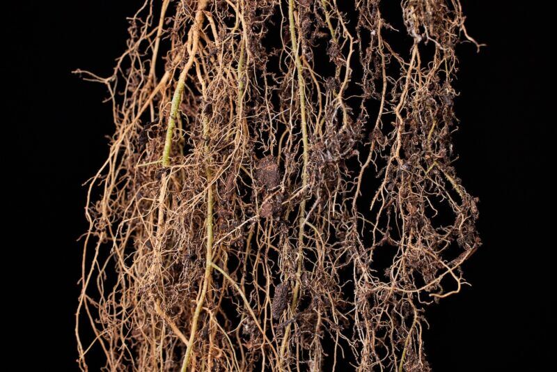 Cannabis Plant Anatomy: Parts of a Pot Plant | Humboldt Seed Co.