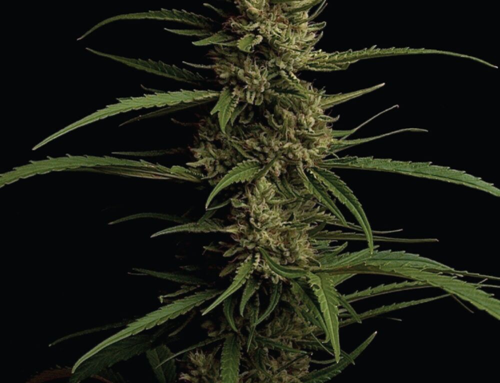 9 Best Blue Weed Strains - Cannabis Seeds | Humboldt Seed Company