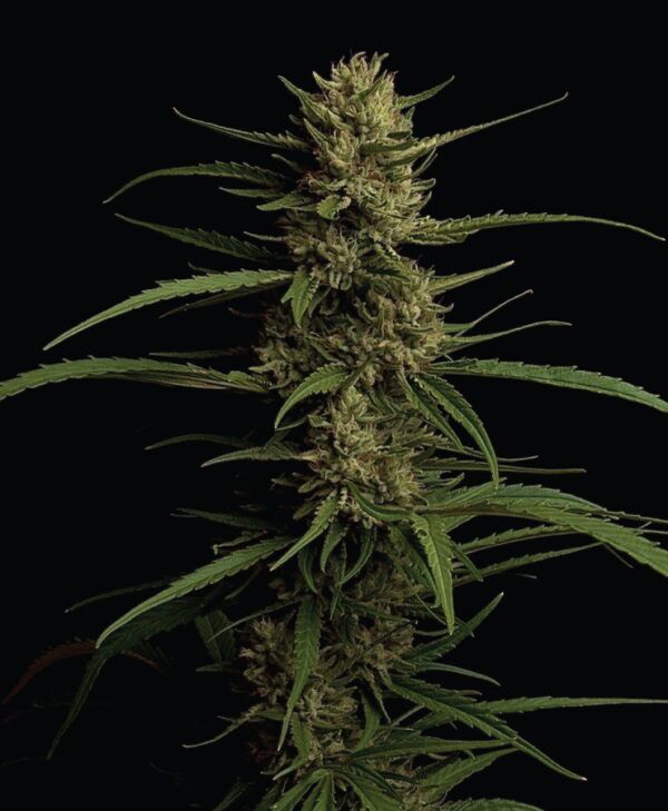 Cannabis Landraces: Discover the Varieties That Shaped Your Favorite ...