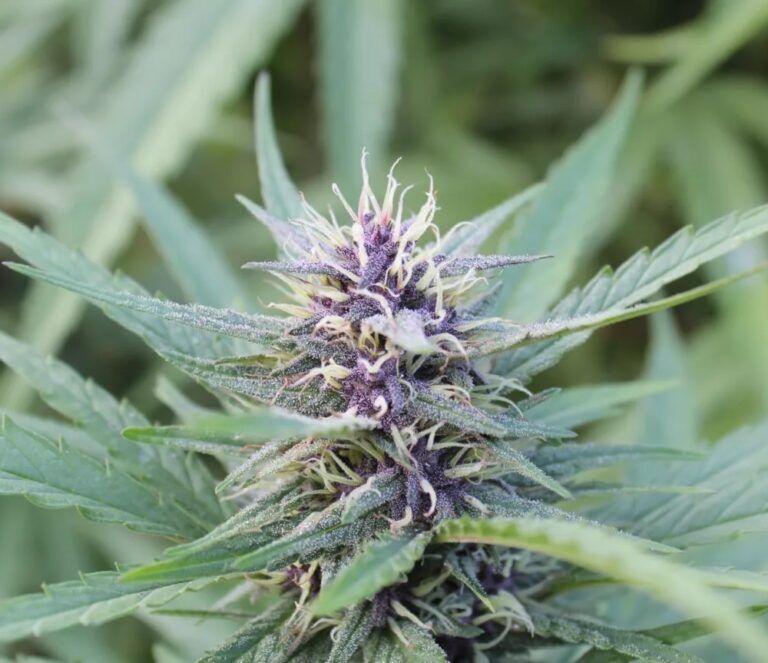 Here’s What Your Cannabis Pistils Are Trying to Tell You | HSC